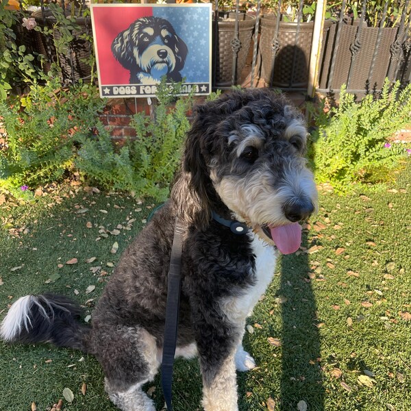 Dogs for Kamala Yard Sign, Dog Moms for Harris Sign, Dog Dads for ...