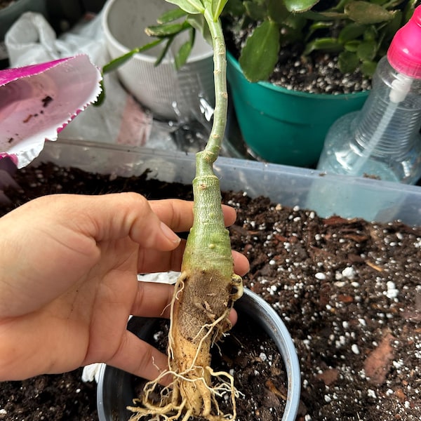 1 Grafted Double "purple Fire" Adenium /desert Rose Plant. 5-7 Inch ...
