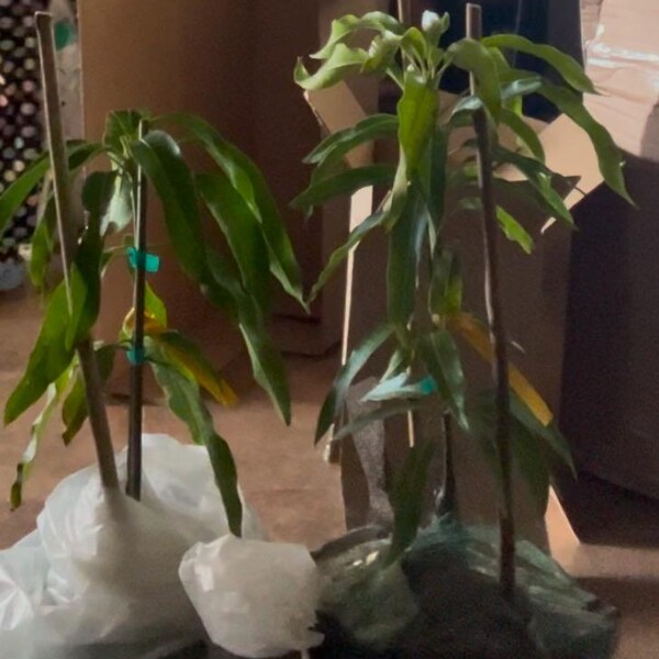 Pina Colada Mango Tree - Live Plant Ships Within a Week!!! No Shipping ...