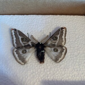 Agapema Anona Saturn Moth Saturniidae Arizona - Etsy