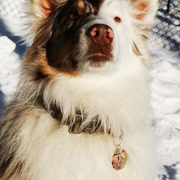 Australian Shepherd Dog Tag - Large Dog ID Tag -personalized Aussie Dog ...