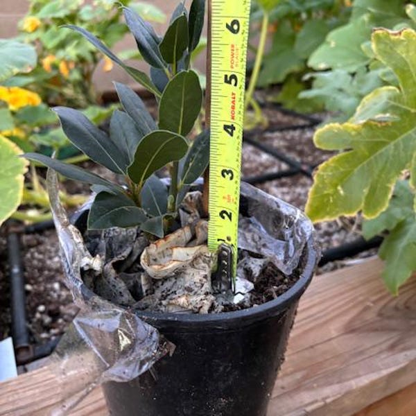 Heliotrope Marino Blue 1 Plants 1 Feet Tall Ship in 1 Gal Pot - Etsy
