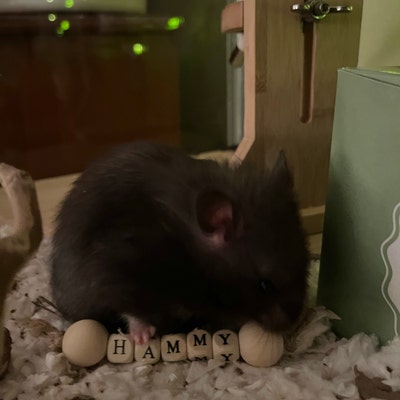 Hamster Treat Boxes - Etsy