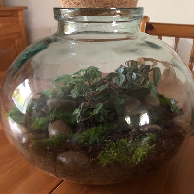 Extra Large Glass Globe Terrarium Kit Huge 30cm Diameter Terrarium ...