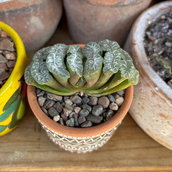 Echeveria Lincoln Maria-succulent - Etsy