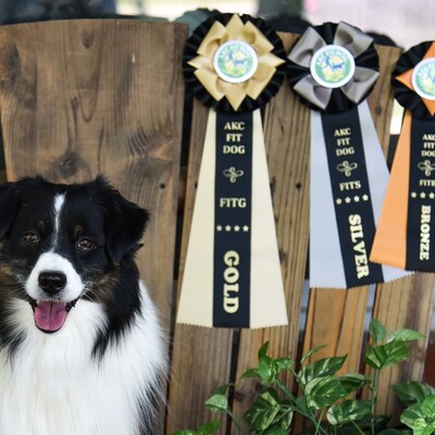 AKC Virtual Rally Title Ribbon Rosette Novice Intermediate - Etsy UK