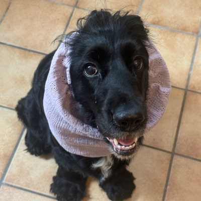 Waterproof Dog Snood Cocker Spaniel Snood Basset Hound Snood Setter ...