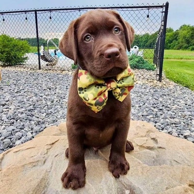 Cincinnati Reds Bandana / Cincinnati Reds / Dog Cat Bandana / Pet ...