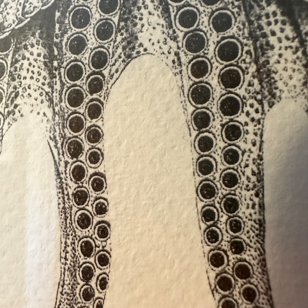 Octopus Print, Home Decor, Office Art, 8x10 / 8x8 Square / 5x7 Print ...
