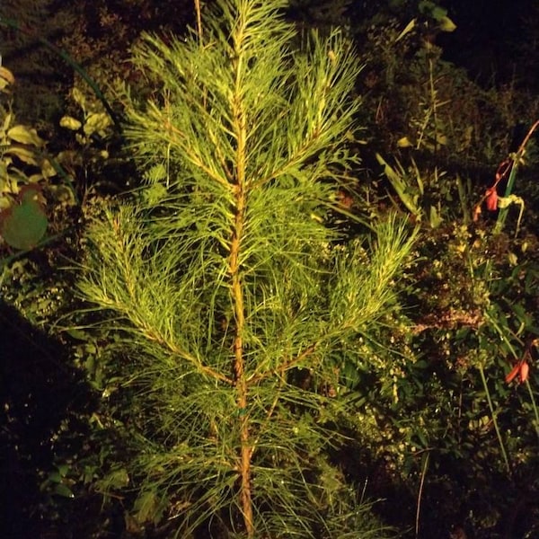 Princess Pine Clubmoss - Etsy