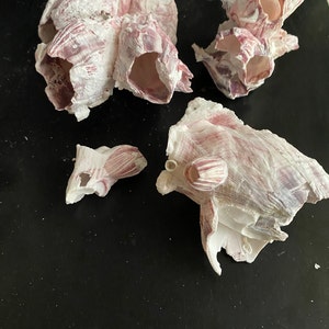 Brown Turkey Wing Seashells Ark Shells Arca Zebra Coastal | Etsy