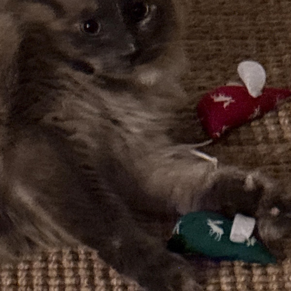 Red White and Blue Catnip Mouse, Catnip Cat Toy, Paisley, 4th of July ...