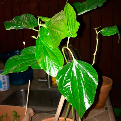 Fresh Whole Burdock Root Gobo Root - Etsy