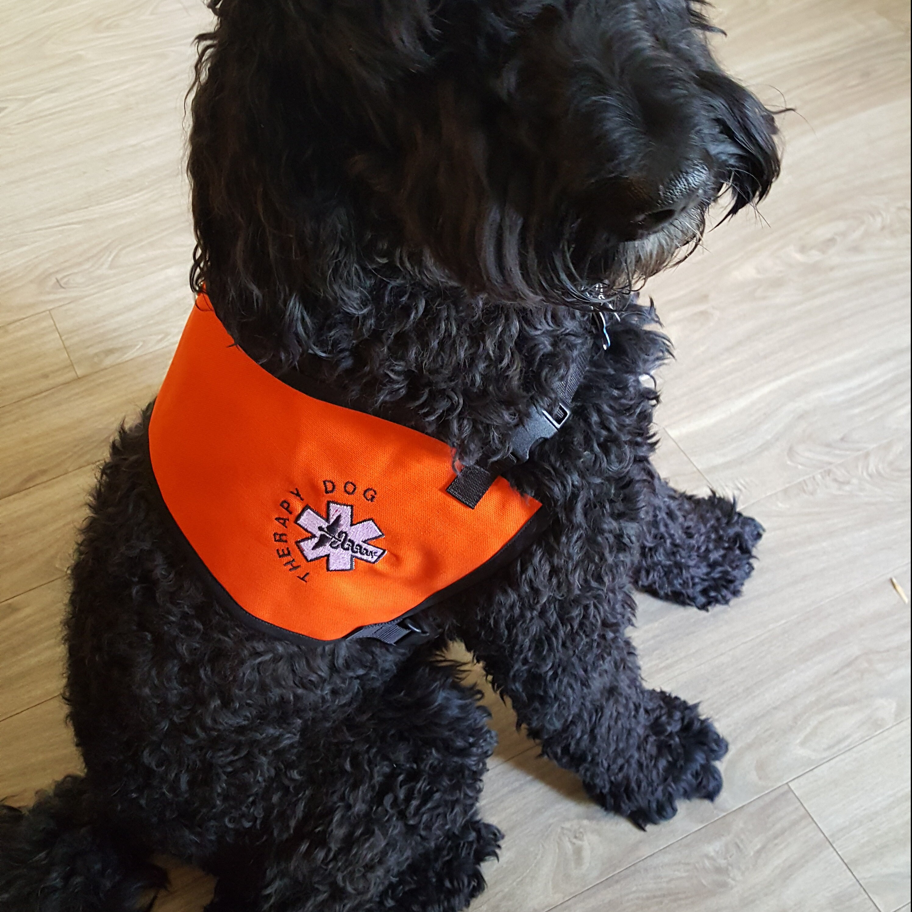 Emotional Support Cat Vest | Etsy