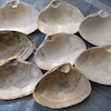 25 Oyster Shells | New York Oyster Shells | Ocean Tumbled | Surf ...