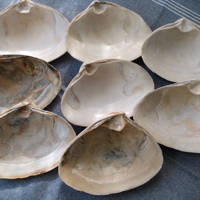 25 Oyster Shells New York Oyster Shells Ocean Tumbled - Etsy