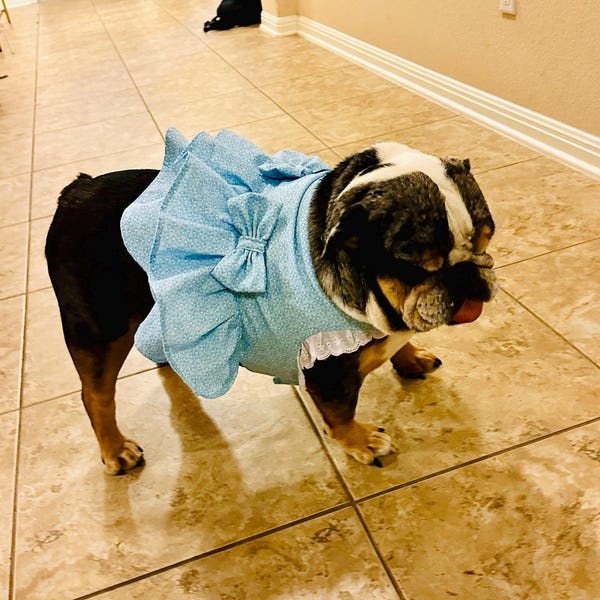 DIY Dog Bandana Sewing Pattern and Tutorial PDF, Dog Bandana With ...