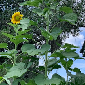 Tromboncino Rampicante Huge Italian Heirloom Zucchini Squash | Etsy