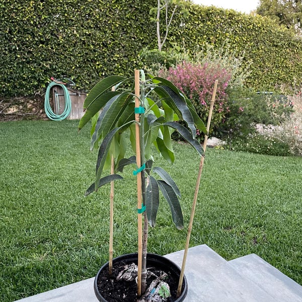 Mango MANILA, CARABAO, FILIPINO Tree, Grafted, 3gl - Etsy