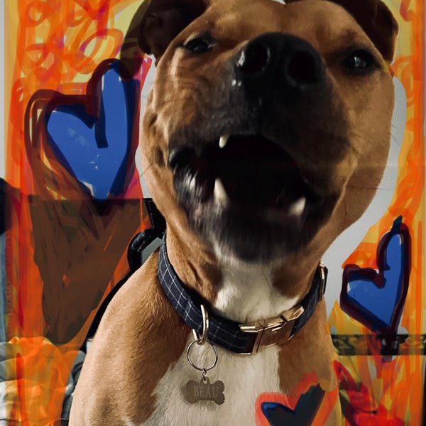 Blue Plaid Personalised Dog Harness, Handmade Harness Collar and Leash ...