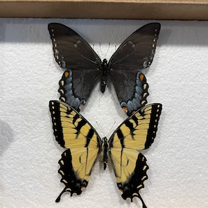 Crenis Pechueli One Real Butterfly Orange Blue Africa | Etsy