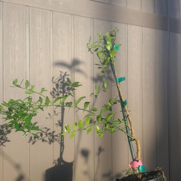 Finger Lime Tree , 1/2 Gallon Pot - Microcitrus Australasica in Half ...