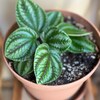 Peperomia Dragon Skin Starter Plant ALL STARTER PLANTS Require You to ...