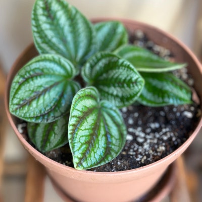 Peperomia Dragon Skin Starter Plant ALL STARTER PLANTS Require You to ...