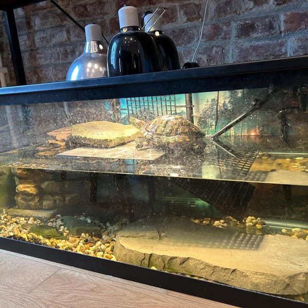 Tank Topper Turtle Dock! Sits on Top of Your Aquarium and Fits 12-13 ...