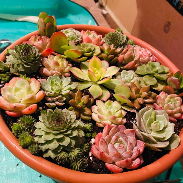 Succulents Master Random Bundle | 2-3" Bare Root Succulents | Roots ...