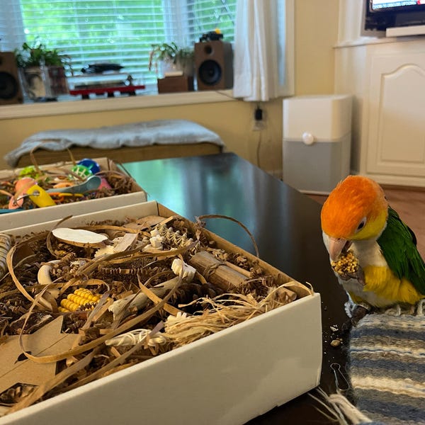Busy Beaks BALL- Ooza , Bird Foraging Box, Parrot Foraging Toy ...