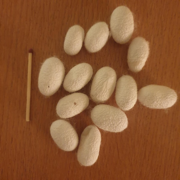Silk Cocoons Natural Mulberry Silk Cocoons Grade Quality A 25pcs, 15gr ...