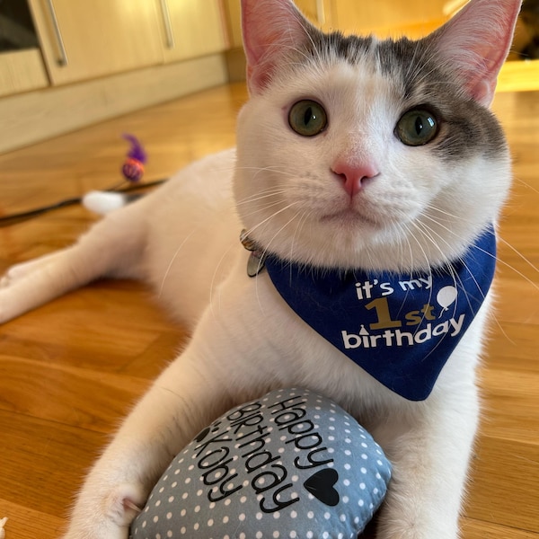 Cat Toy and Treat Gift Box, Cat and Kitten Hamper, Cat Pamper Box ...