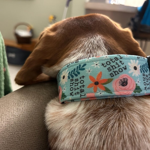 Dog Collar/fresh Out of Fus Dog Collar/ Flower Dog Collar/ Cussing Dog ...