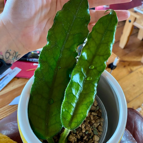RARE Hoya Mathilde Silver Fresh Cutting Plant Houseplant - Etsy UK
