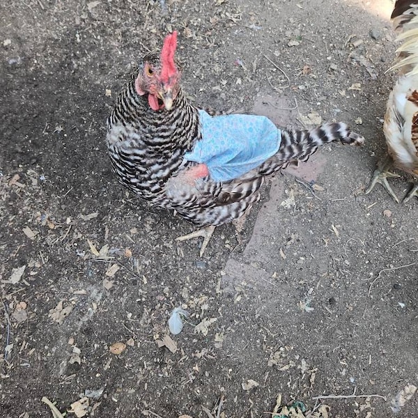 Handmade Padded Chicken Saddle Pattern Hen Saddle Pattern And Birds Saddle Pattern Etsy