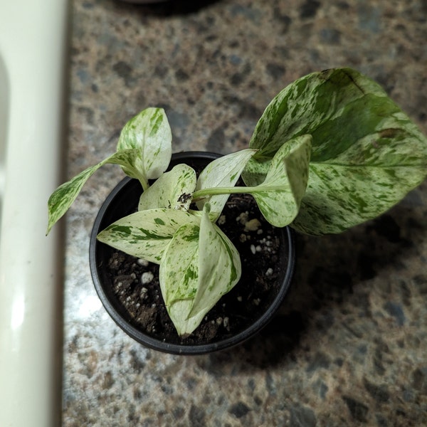 Snow Queen Pothos Single Starter Plant in a 1.5 Pot Epipremnum Aureum ...