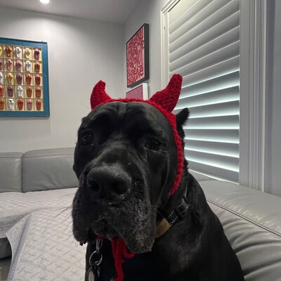 Devil Dog Costume, Devil Horns for Large Breed Dogs, Red Devil Dog Hat ...
