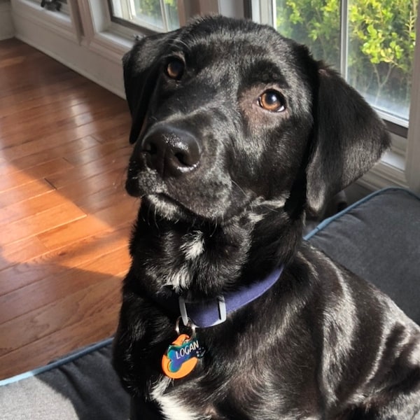 Solid Navy Dog Collar ~ Solid Navy Cotton Fabric Dog Collar ~ Fashion ...