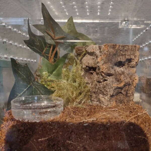 4x4x6" Tarantula & Insect Cage - Complete Fossorial / Arboreal Kit ...