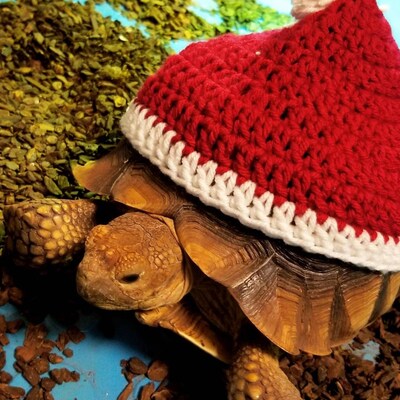 Christmas and Holiday Tortoise Sweaters, Turtle Costume, Tortoise Hat ...
