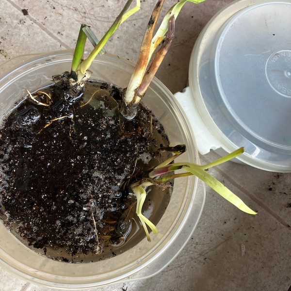 Carex Lurida | Shallow Sedge | Bareroot | Wetland Restoration | Live ...