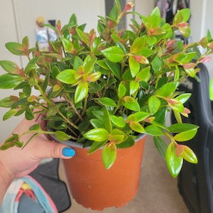 Peperomia Ruby Cascade - Etsy