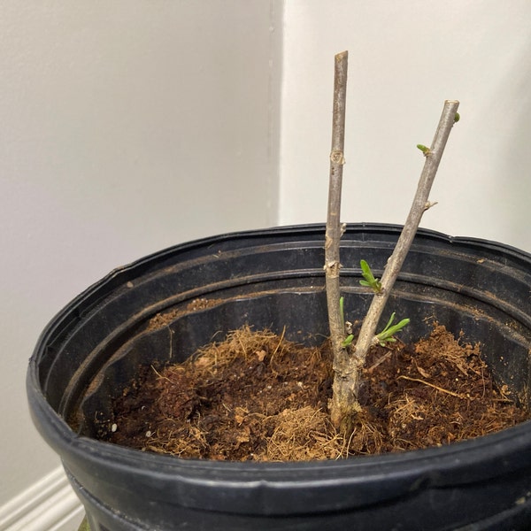 Maqui Seeds - 15 Organic Wild Harvested Maqui / Chilean Wineberry ...