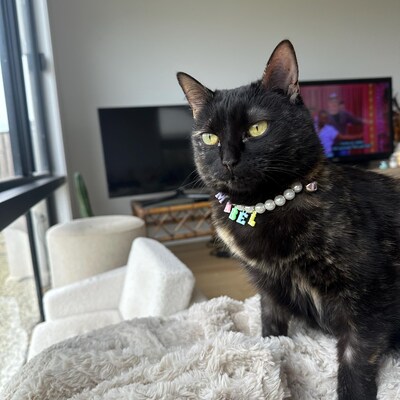 Personalized Cat Collar Necklace Daisy Flower Charm Bling Pearl Beaded ...