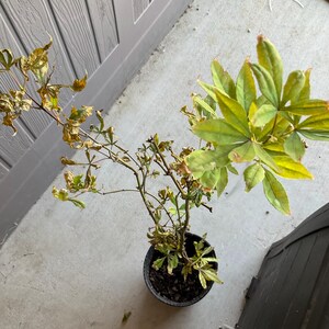 Bambusa lady Finger Clumping, Non-invasive Bamboo Plant Large 1 Gallon ...