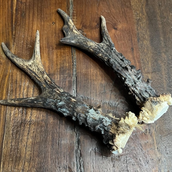 Monsterous BULL, Record Antlers 9.5KG + 9.2KG, Very Rare and Unique ...