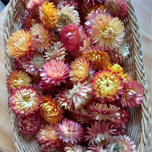 Dried Strawflower Heads 100 Pcs Dried Flowers Florist Supply | Etsy