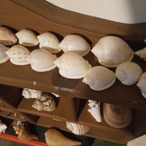 Giant Frog Seashell Bursa Bubo 1 Shell 4-5 Inches - Etsy