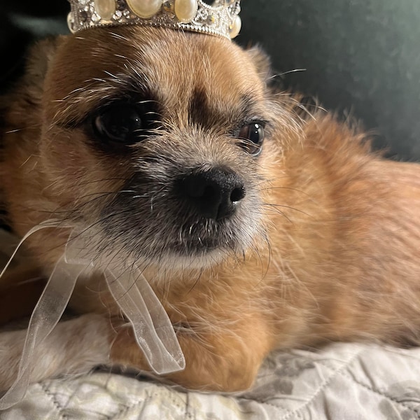 Pet Tiara Crown: Silver Pearl Crystal Cat Dog Necklace - Etsy